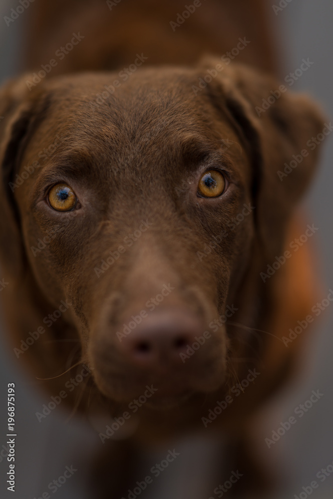 What Breeds Of Dogs Have Amber Eyes