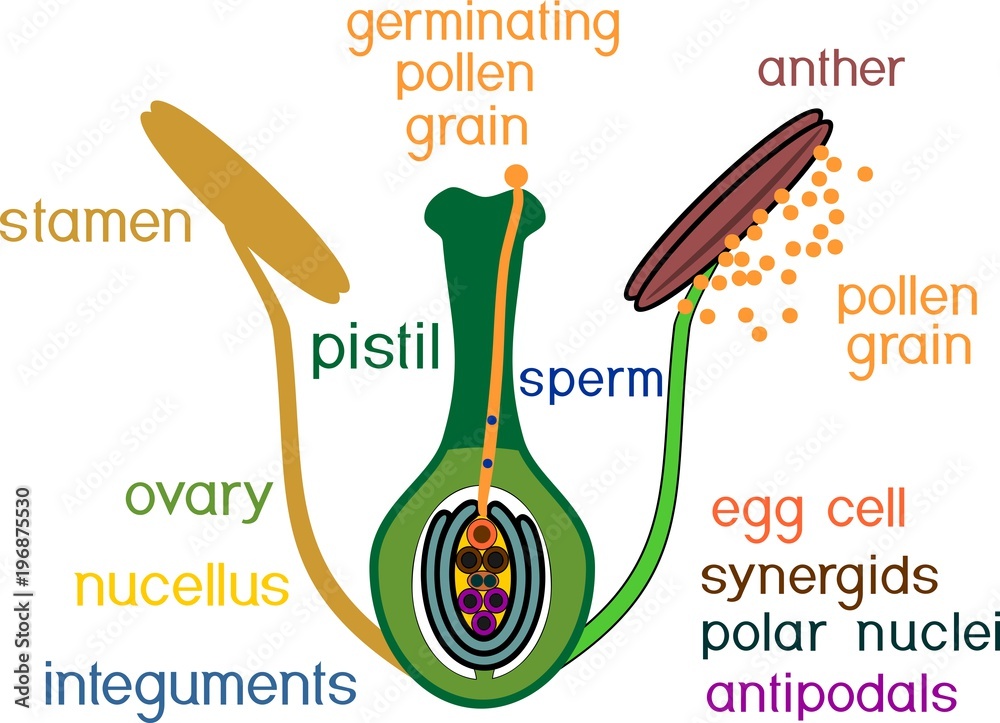 Structure of pistil and stamens in the section at the time of double ...