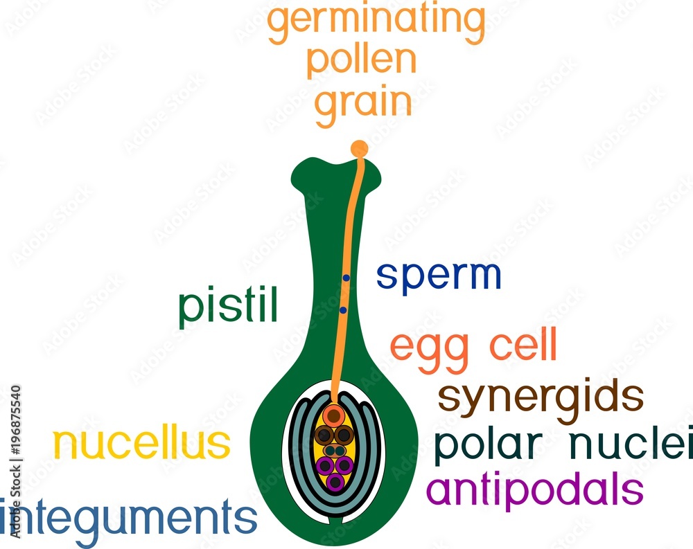 Structure of pistil in the section at the time of double fertilization ...