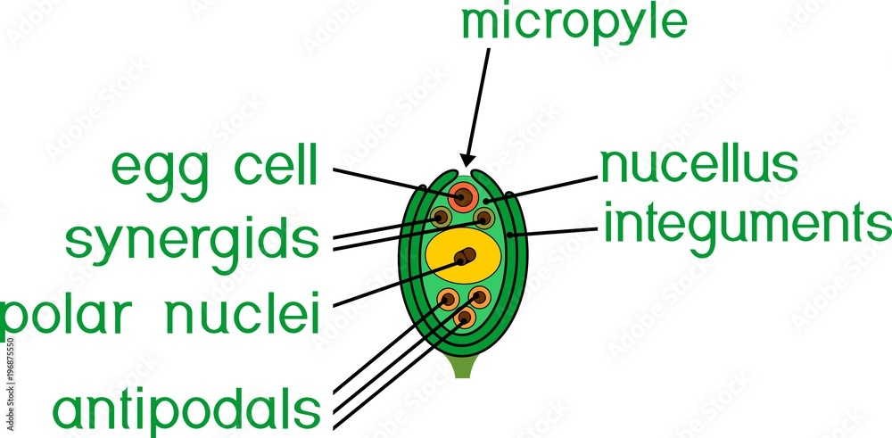 Structure of ovule of angiosperm plants with megagametophyte Stock ...