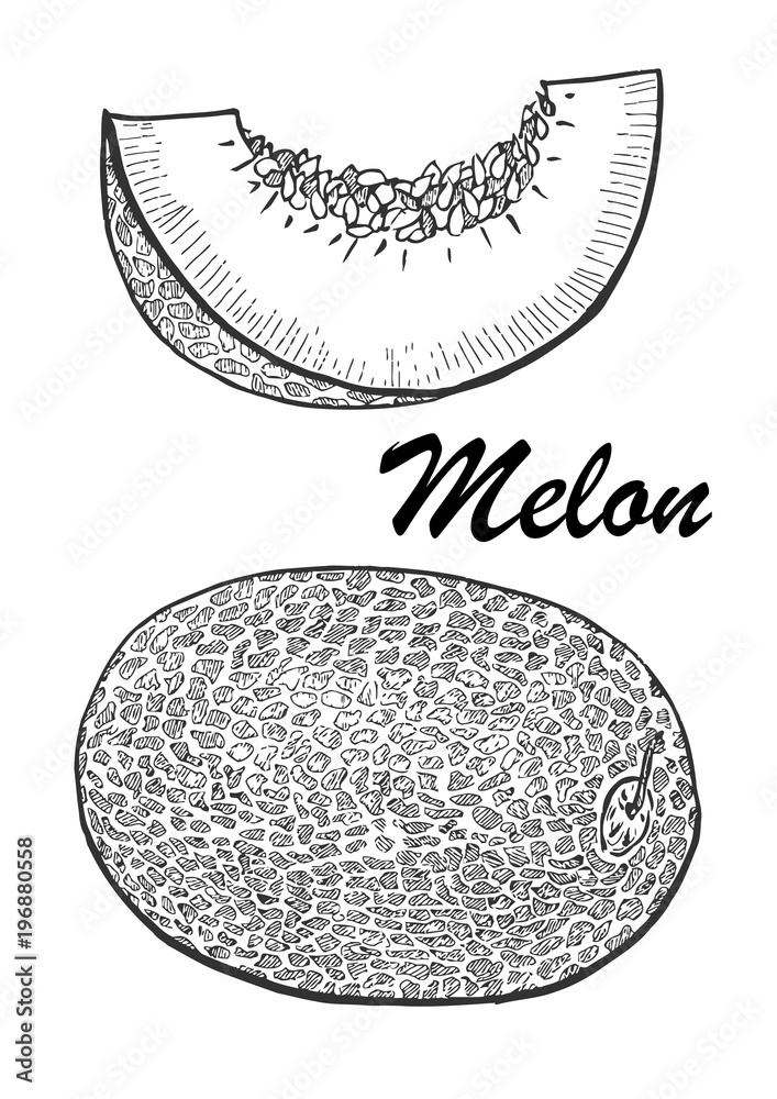 Hand drawn illustration of melon. Botanical food illustration. Vector ...
