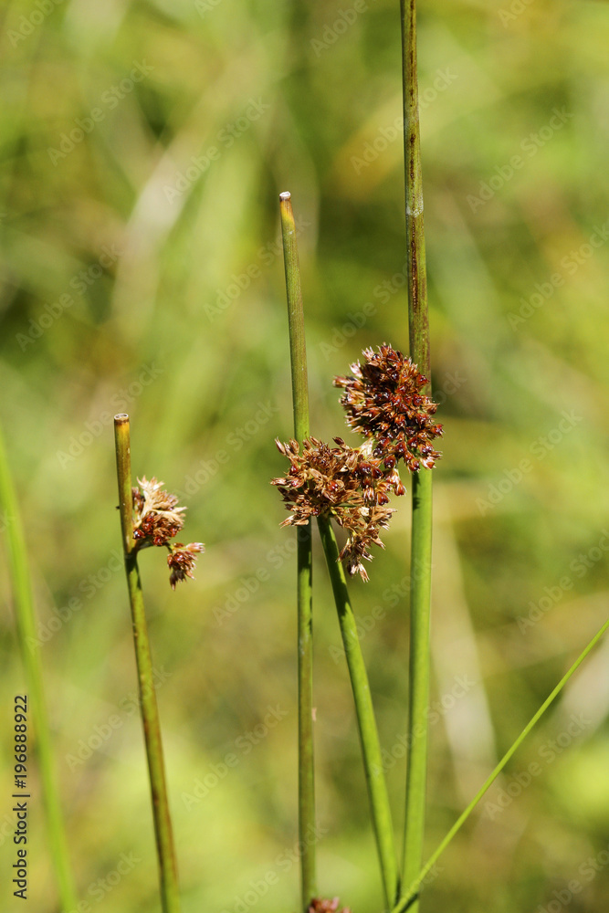 Juncus Trifidus