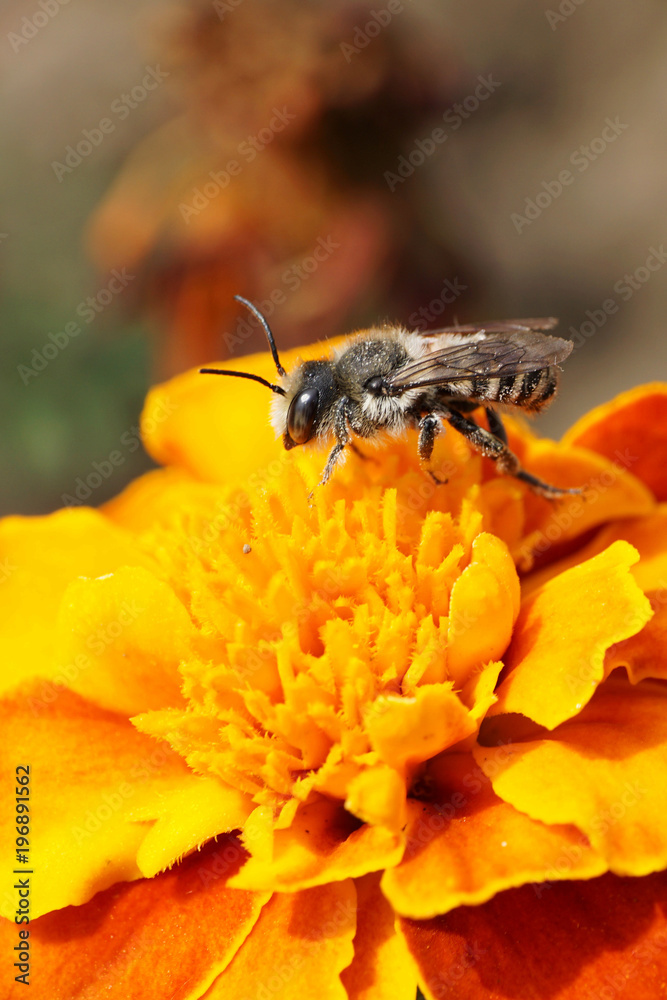 Macro of the Caucasian bee Hymenoptera Megachile rotundata on the ...
