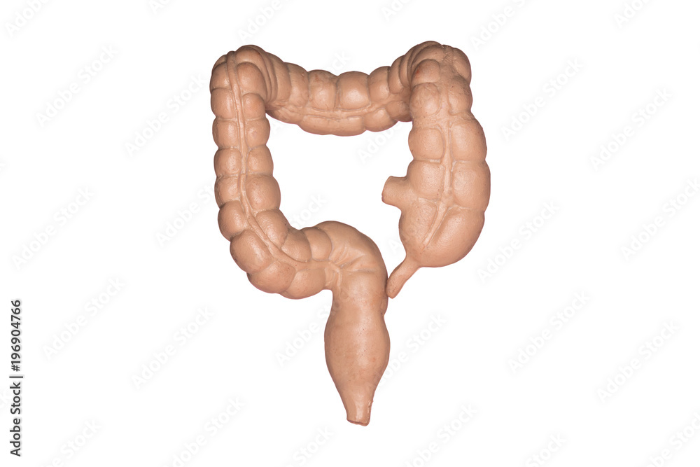A human large intestine. Part of anatomy human body model with organ ...