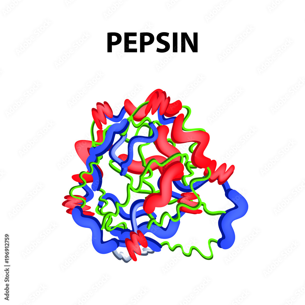 Pepsin is a molecular chemical formula. Enzyme of the stomach ...