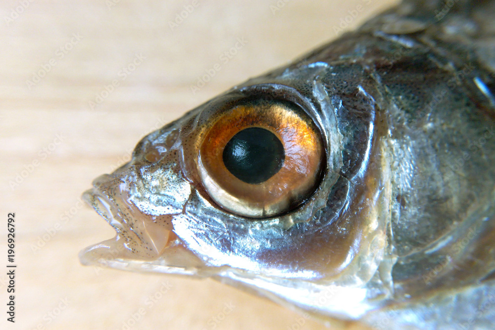 Fish With Light On Head