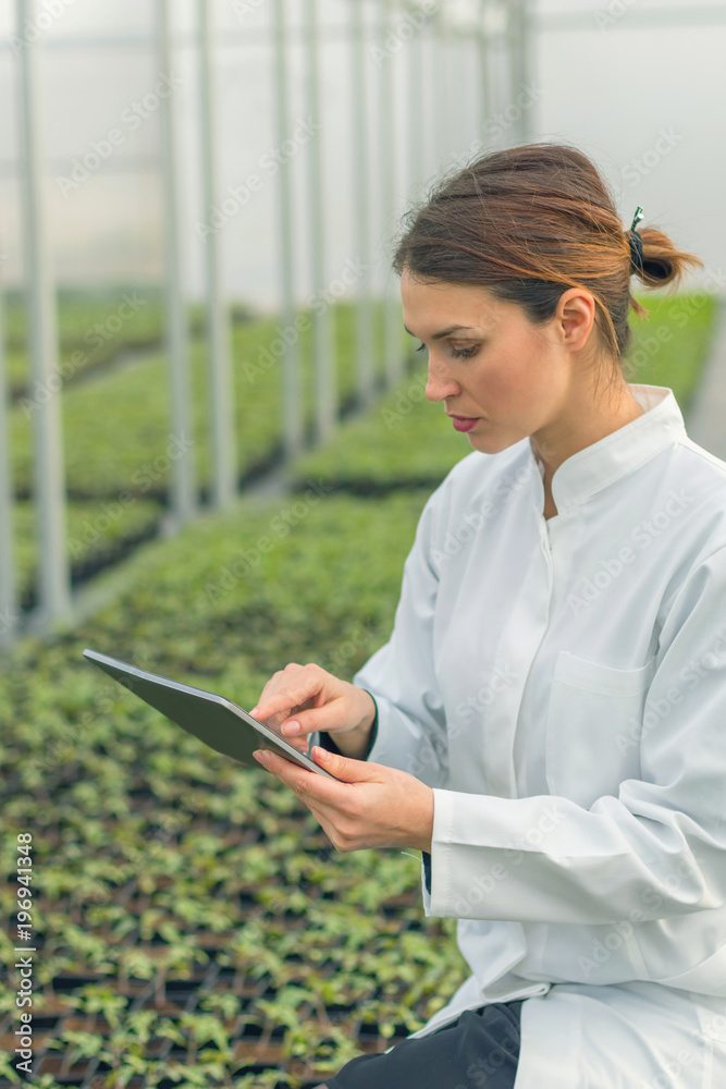 Greenhouse Seedlings Growth. Female Agricultural Engineer using tablet ...