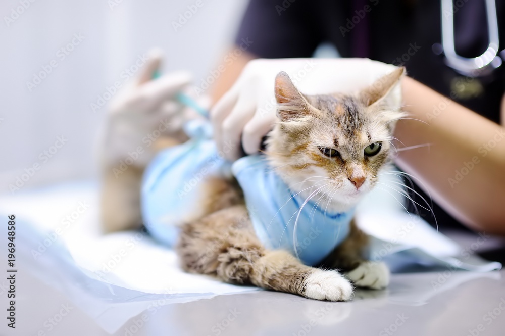 Female veterinary doctor giving injection for cat wearing bandage after ...