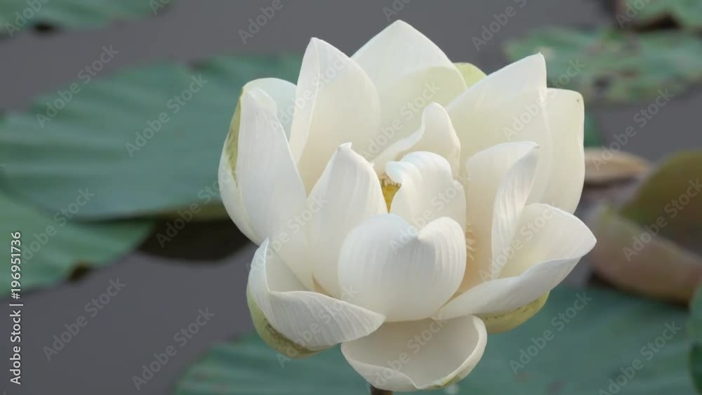 White lotus flower. Royalty high quality free stock image of a white ...