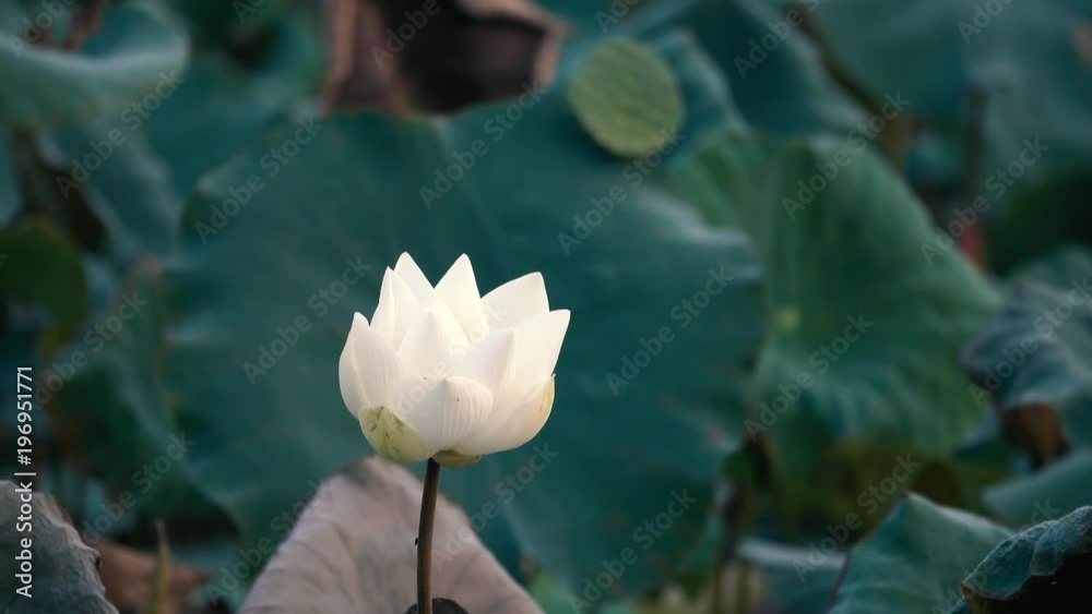White lotus flower. Royalty high quality free stock image of a white ...