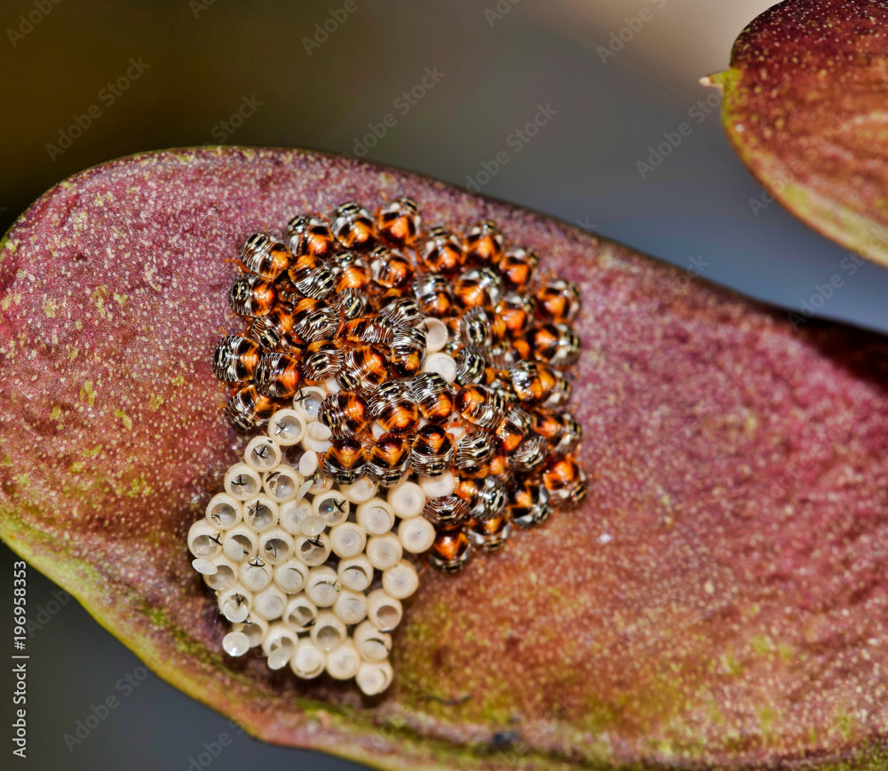 Shield Bugs hatching on a leaf with empty egg casings during Springtime ...