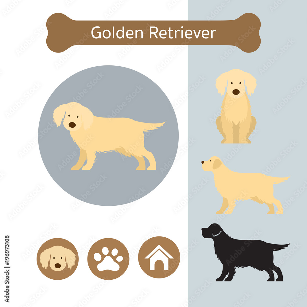 Golden Retriever Dog Breed Infographic, Front and Side View, Icon Stock ...
