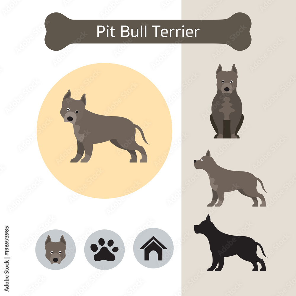 Pit Bull Terrier Dog Breed Infographic, Front and Side View, Icon Stock ...