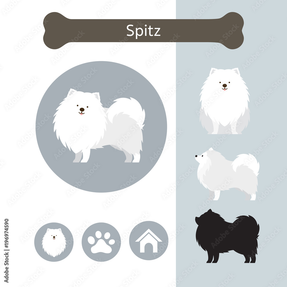 Spitz Dog Breed Infographic, Front and Side View, Icon Stock Vector ...