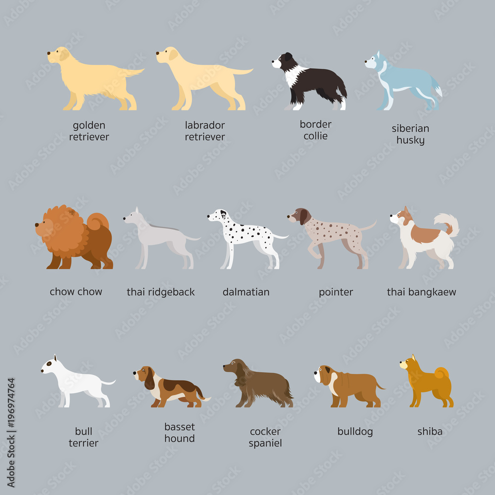 Dog Breeds Set, Large and Medium Size, Side View, Vector Illustration ...