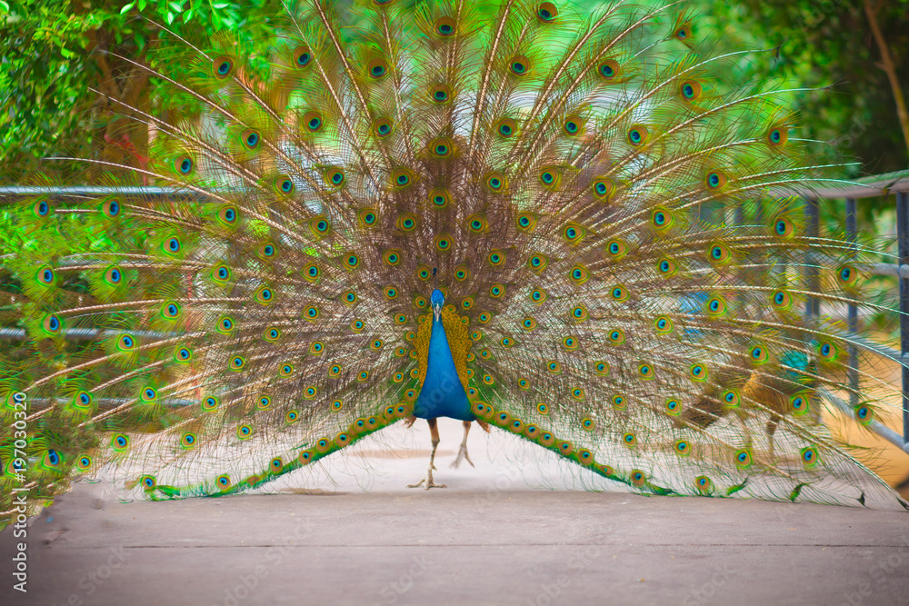Peacock showing its beautiful feathers Spread tail-feathers are Flirt ...