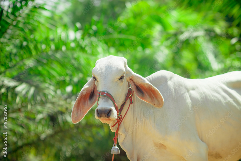 Brahman cow bovine species thailand are eating straw in thailand ...