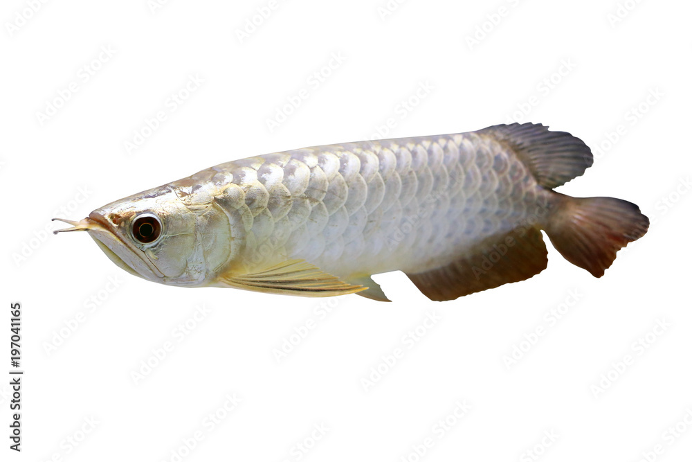 Arowana beautiful and expensive fish swimming in the freshwater tank ...