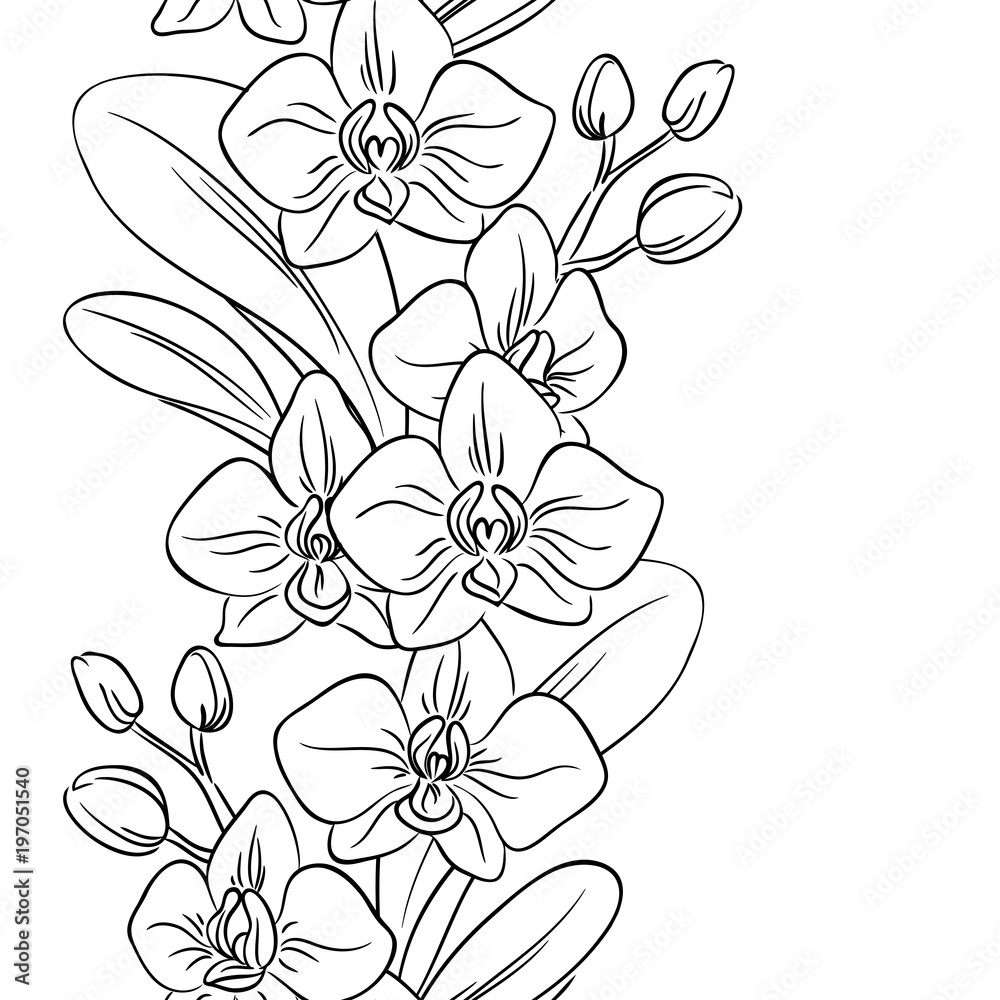 Orchid Coloring Page
