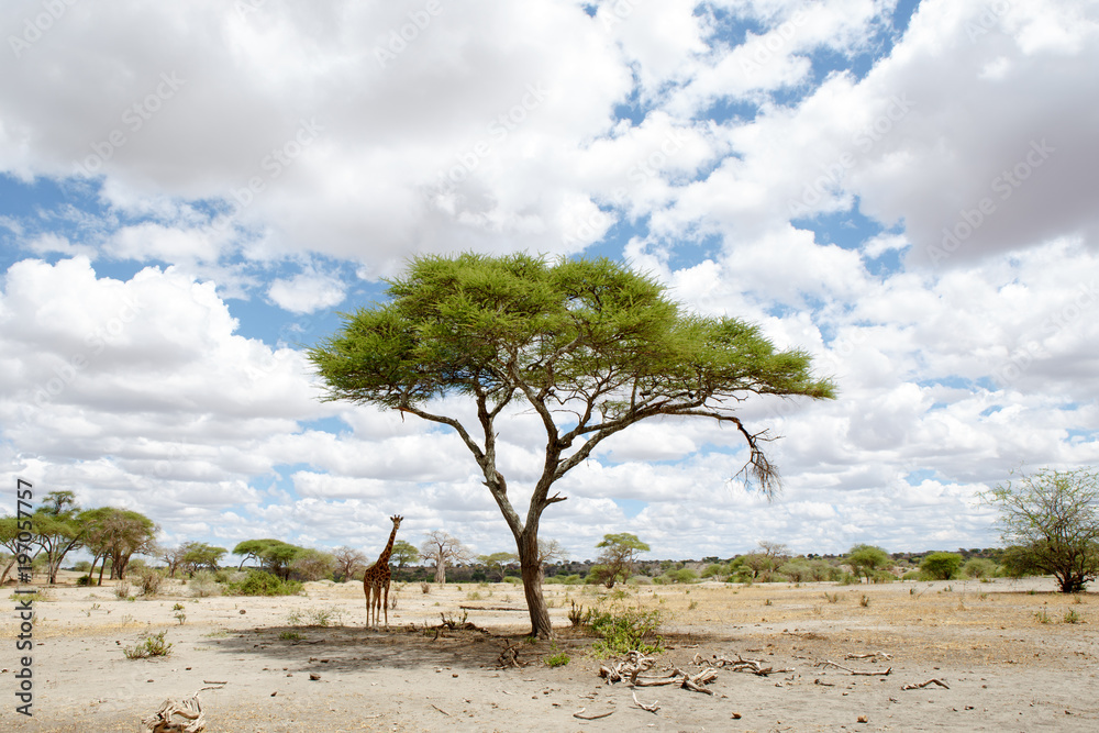 Acacia Tree in a plains Stock Photo | Adobe Stock