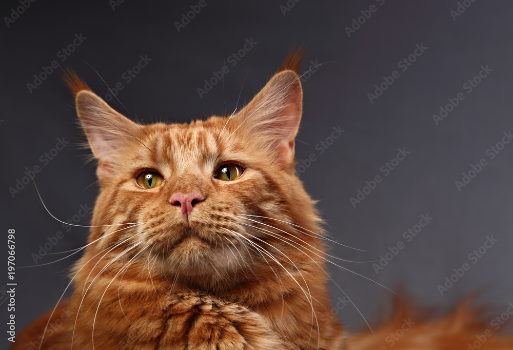 Male red solid maine coon cat with beautiful brushes on the ears with ...