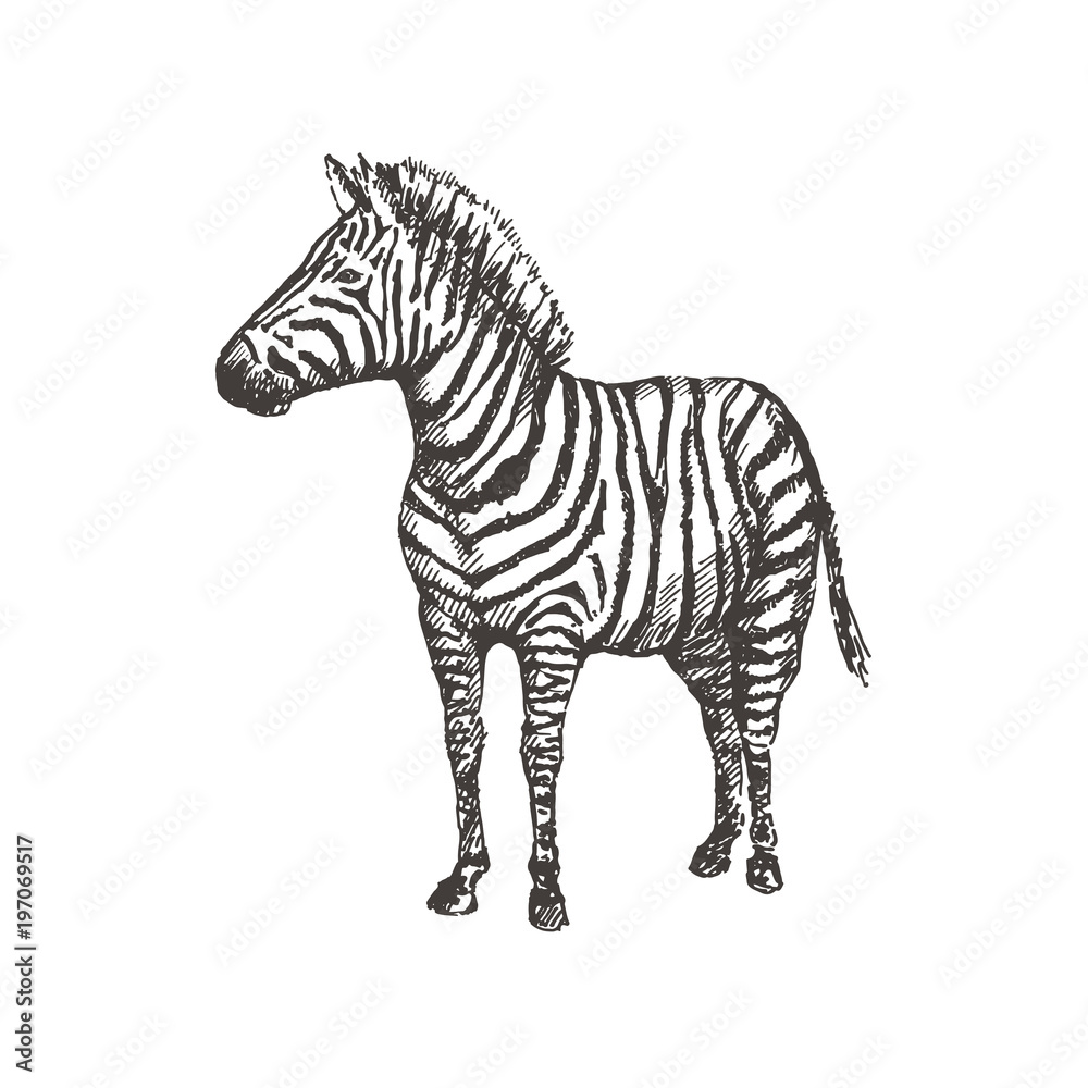 Hand drawn zebra. Sketch, vector illustration. Stock Vector | Adobe Stock