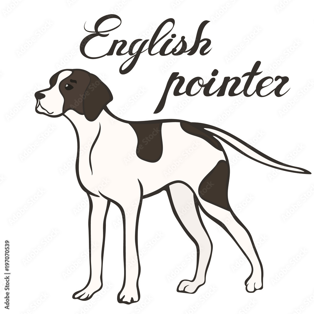 A Dog Breed Pointer