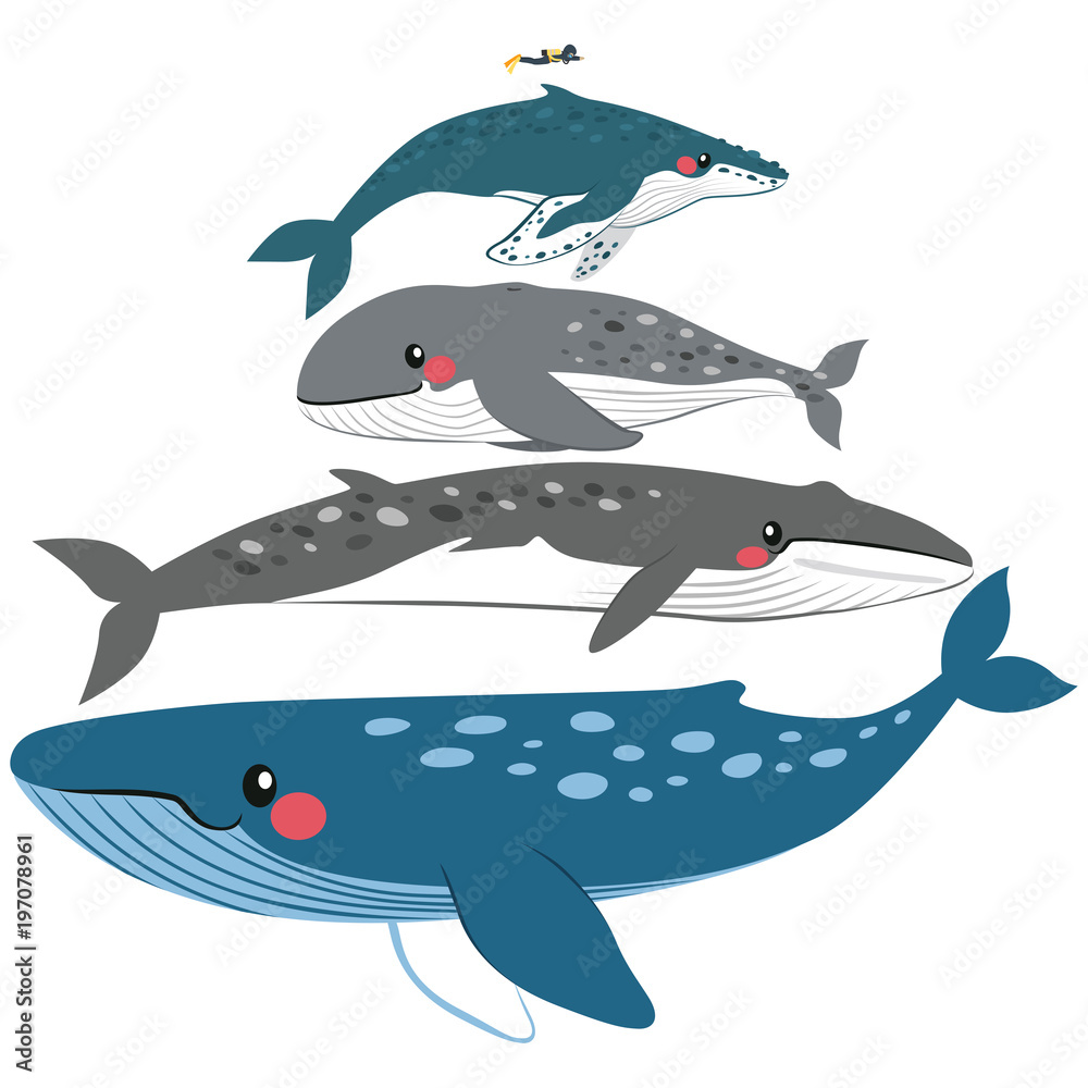 Infographic whale illustration scale comparison size with human diver ...