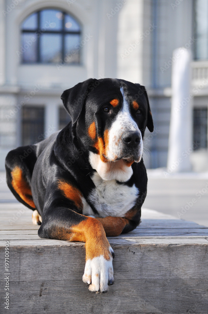 Grosser Schweizer Sennenhund Stock Photo | Adobe Stock