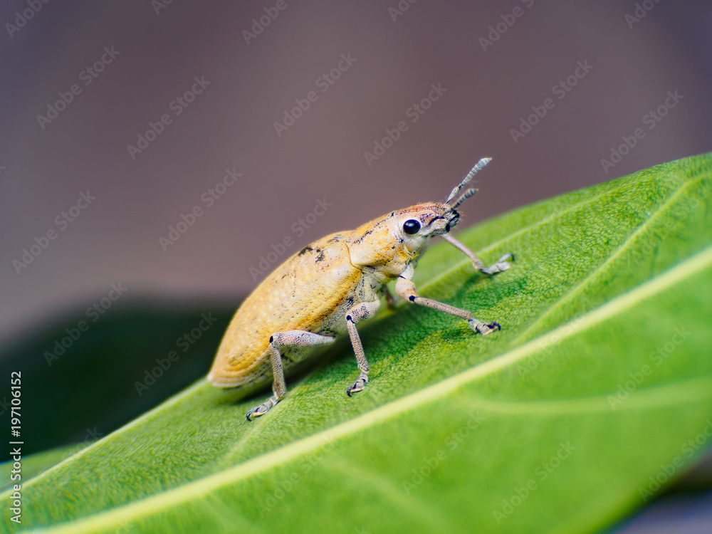 Female Gold Dust Weevil (Arthropoda: Insecta: Coleoptera: Curculionidae ...