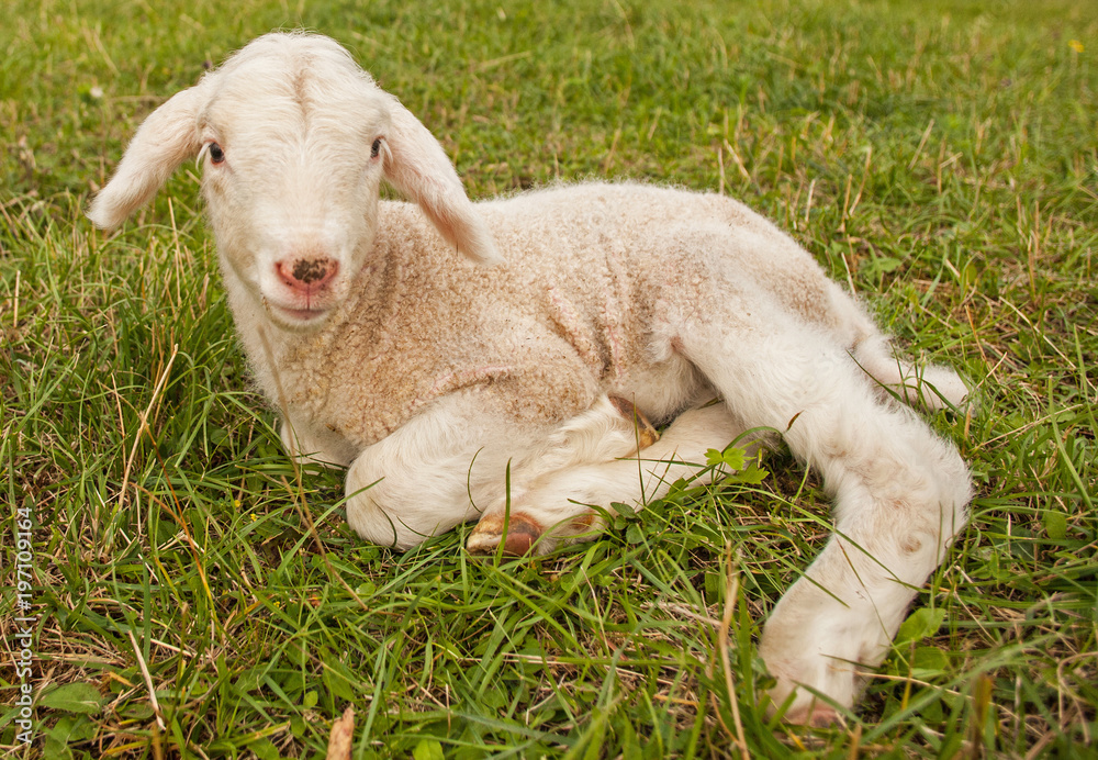 Ein Tag altes Lamm auf der Wiese Stock Photo | Adobe Stock