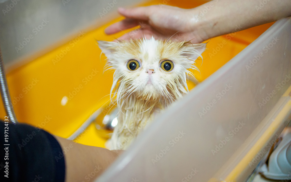 Wet, scared and unhappy cat during bath with bright yellow eyes, funny ...