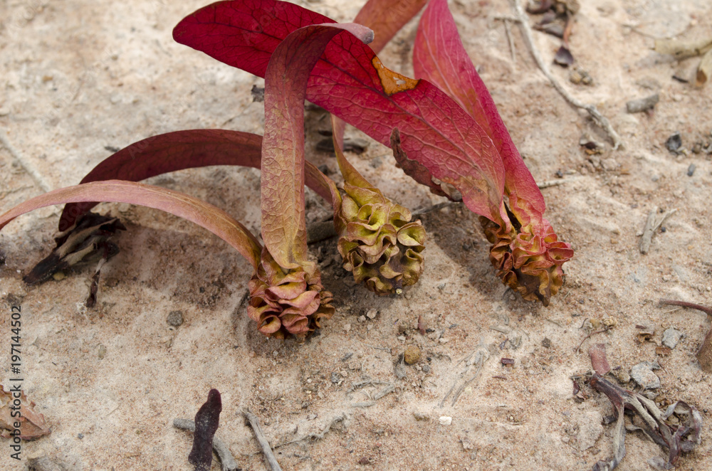 tree seed drop on the soil floor common name Dipterocarpaceae Stock ...