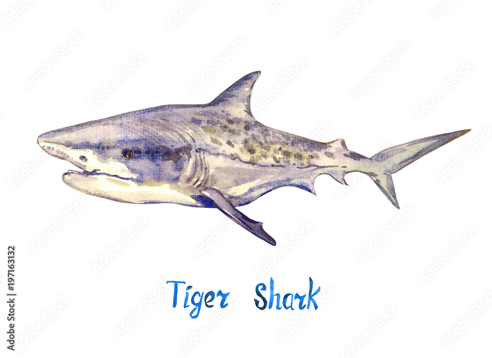 Tiger shark, isolated on white background hand painted watercolor ...