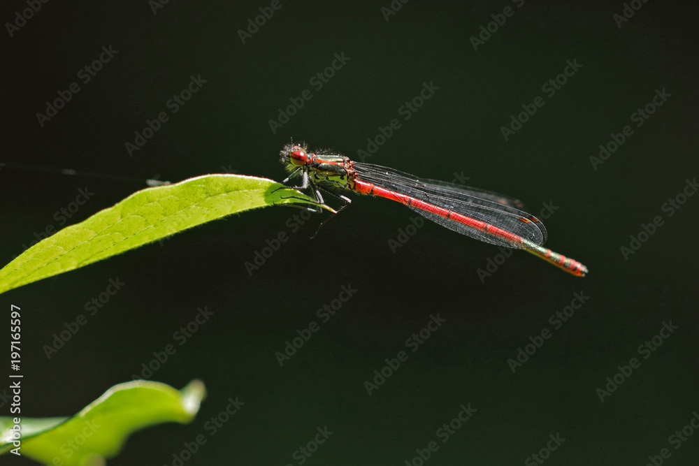 Libellule bleue accrochée à un roseau au-dessus de l'eau d'une rivière ...