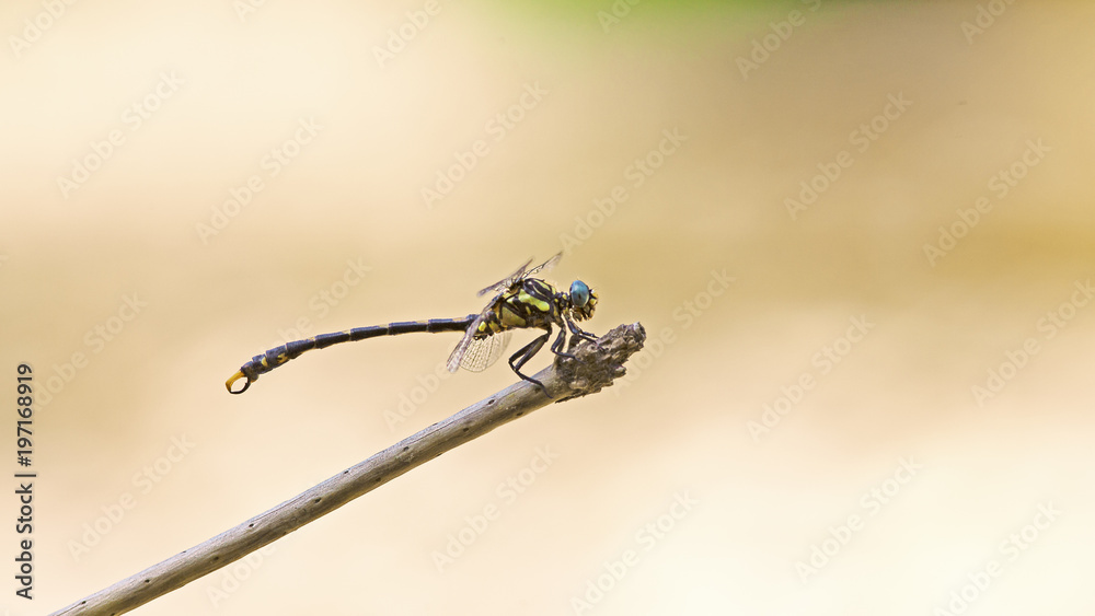Libellule bleue accrochée à un roseau au-dessus de l'eau d'une rivière ...