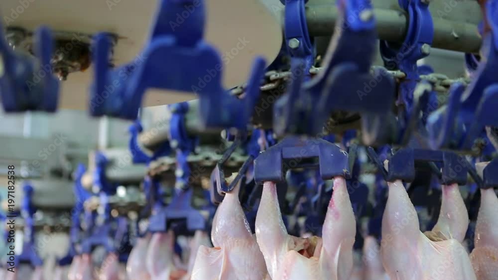 Chicken processing line at poultry farm. Chicken meat production line ...