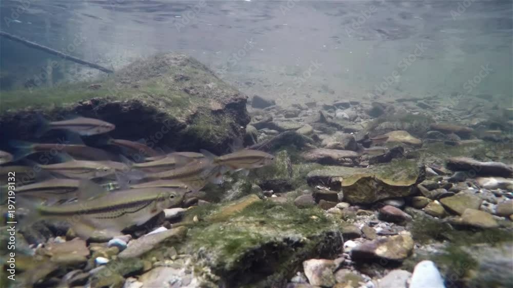 Underwater video of swimming and spawning Schneider, Riffle minnow ...