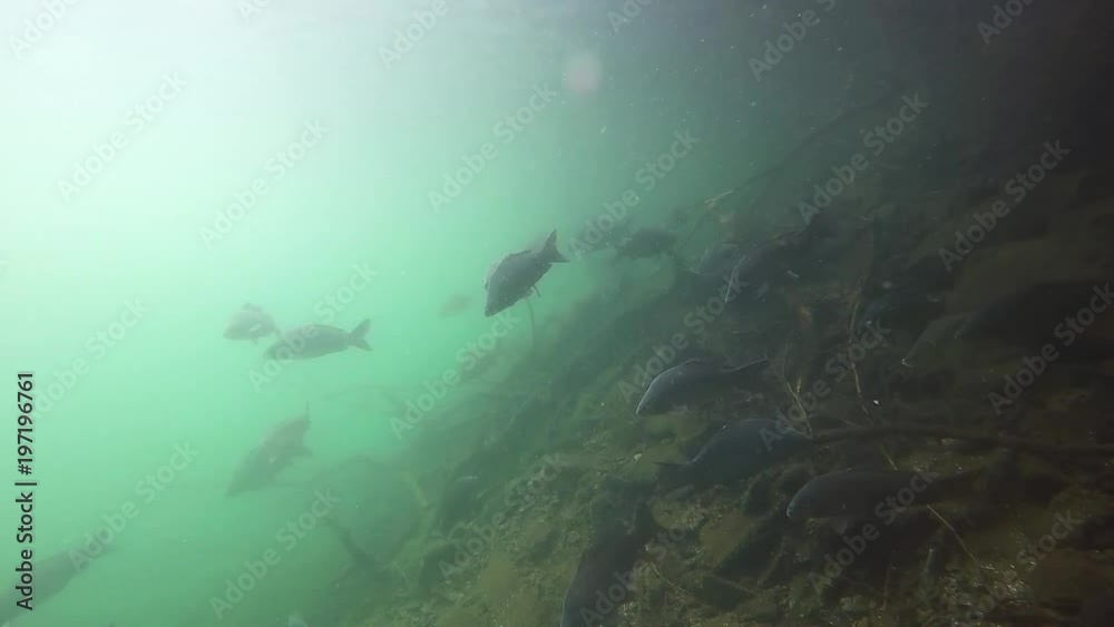 Freshwater fish carp Cyprinus carpio in the beautiful clean pound ...