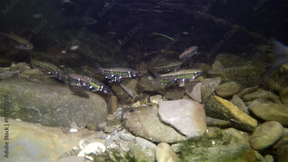 Underwater video of spawning minnows Phoxinus phoxinus. Nice freshwater ...