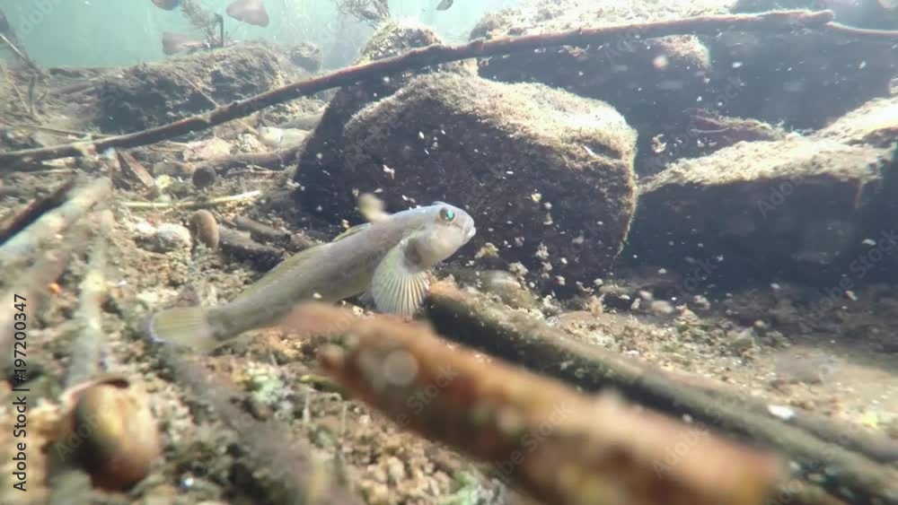 Vidéo Stock Underwater video of swimming Round goby, Neogobius ...