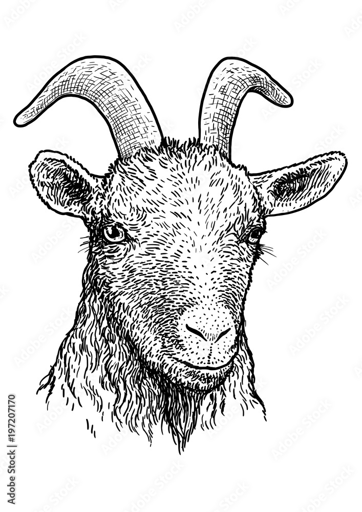 Goat head portrait illustration, drawing, engraving, ink, line art ...