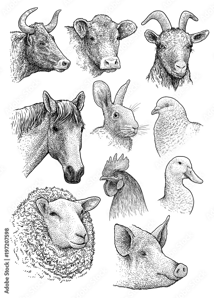 Poster Domestic, farm animals head portrait collection illustration ...