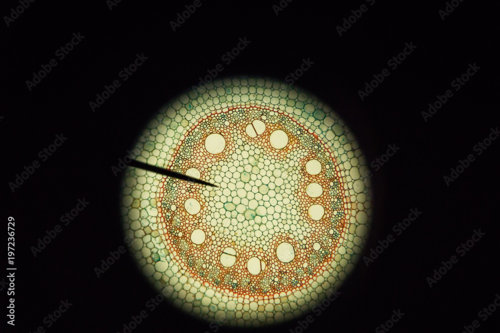 Zea mays cross section of the root microscope Stock Photo | Adobe Stock