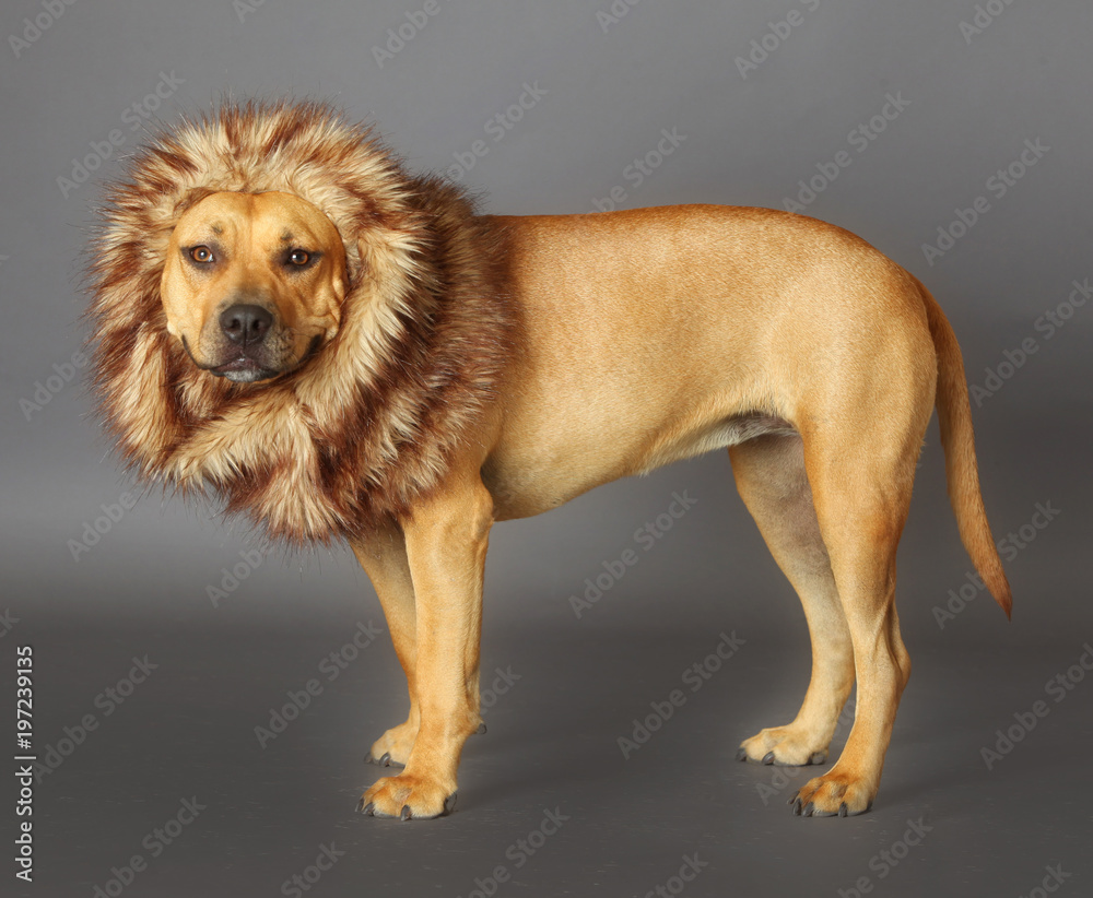 dog dressed like a lion Stock Photo | Adobe Stock