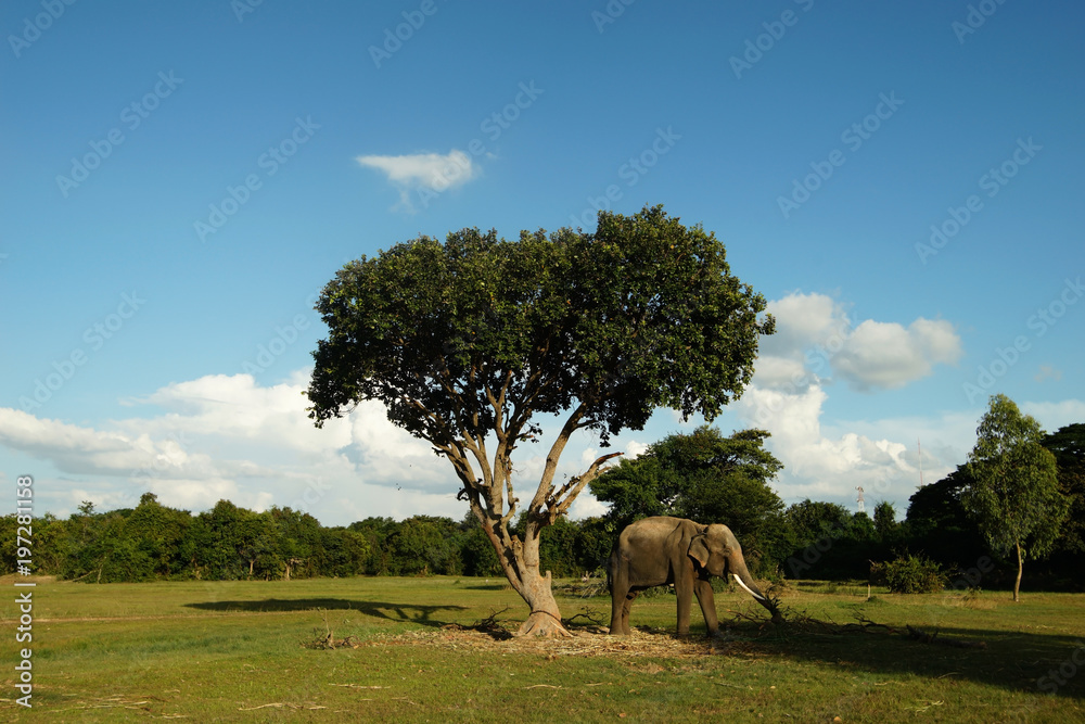 elephant was tied to a tree Stock Photo | Adobe Stock