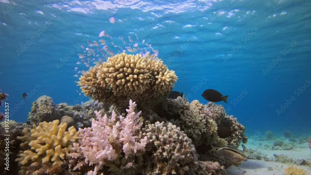 Tropical Underwater Blue-Green Fish. Picture colorful fishes blue-green ...