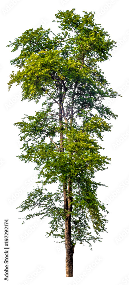 Tall Tree White Background