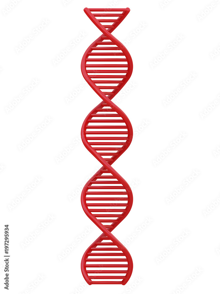 red DNA string front view isolated on a white background 3d rendering ...