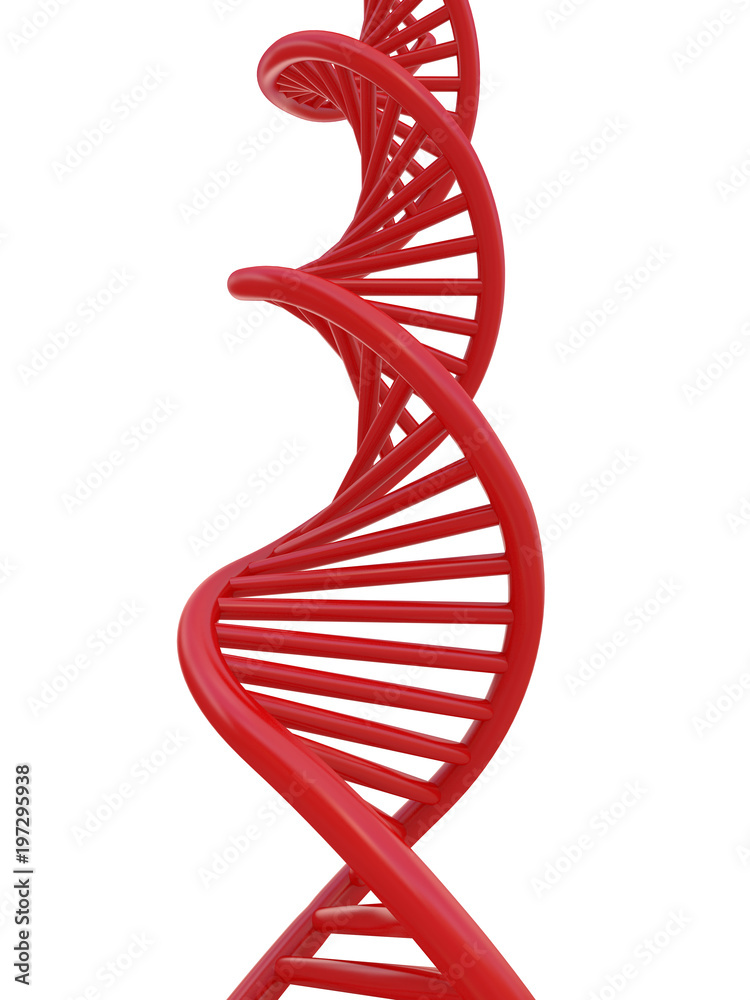 red DNA string front view isolated on a white background 3d rendering ...